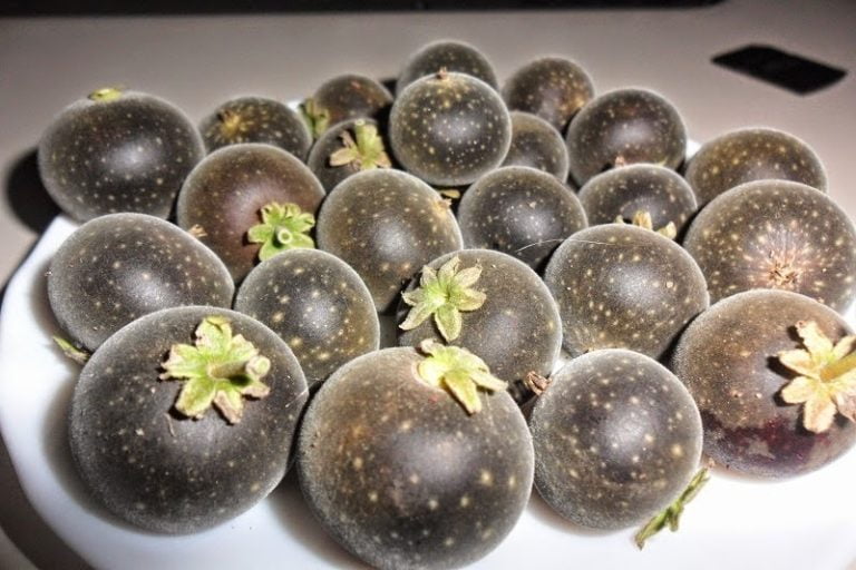 Benefícios da Groselha do Ceilão para a saúde