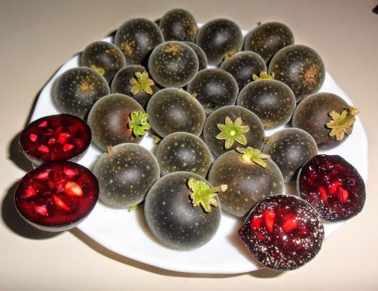 Benefícios da Groselha do Ceilão para a saúde