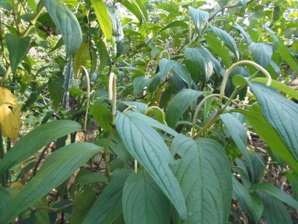 Jaborandi (Foto: http://guiahomeopatico.com/search/jaborandi)