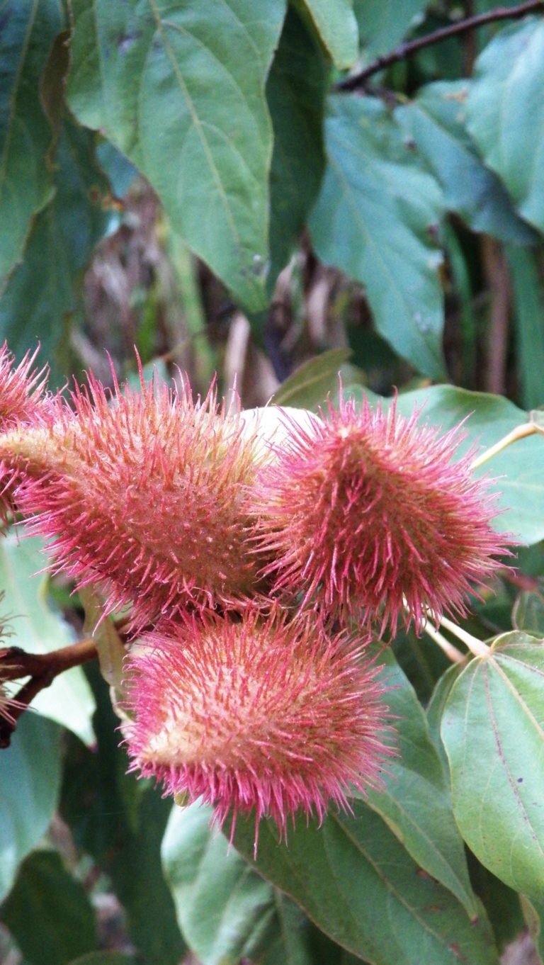 Urucum: conhecido desde os tempos mais remotos por seus benefícios ...
