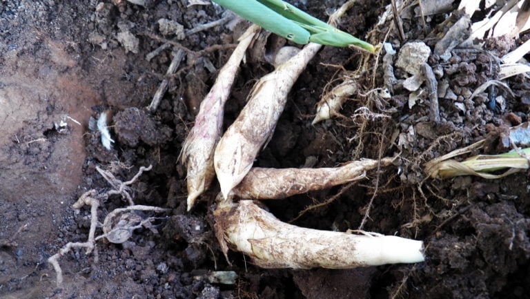 Araruta, desde a antiguidade garantindo nutrição e saúde