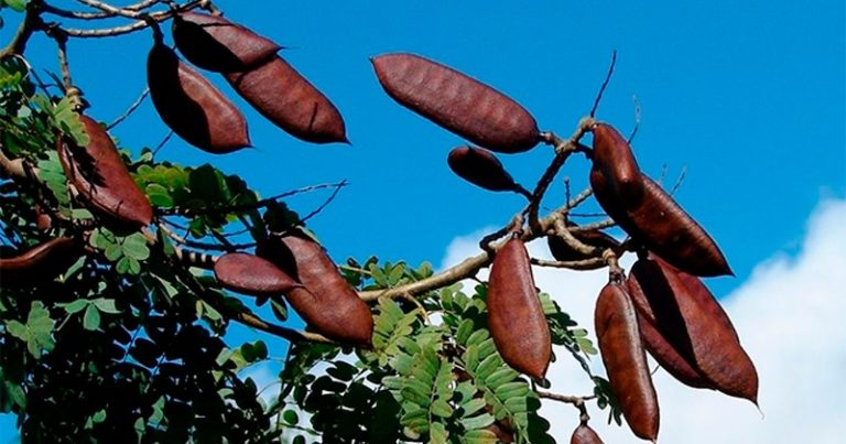 Jucá: planta brasileira repleta de benefícios para a saúde