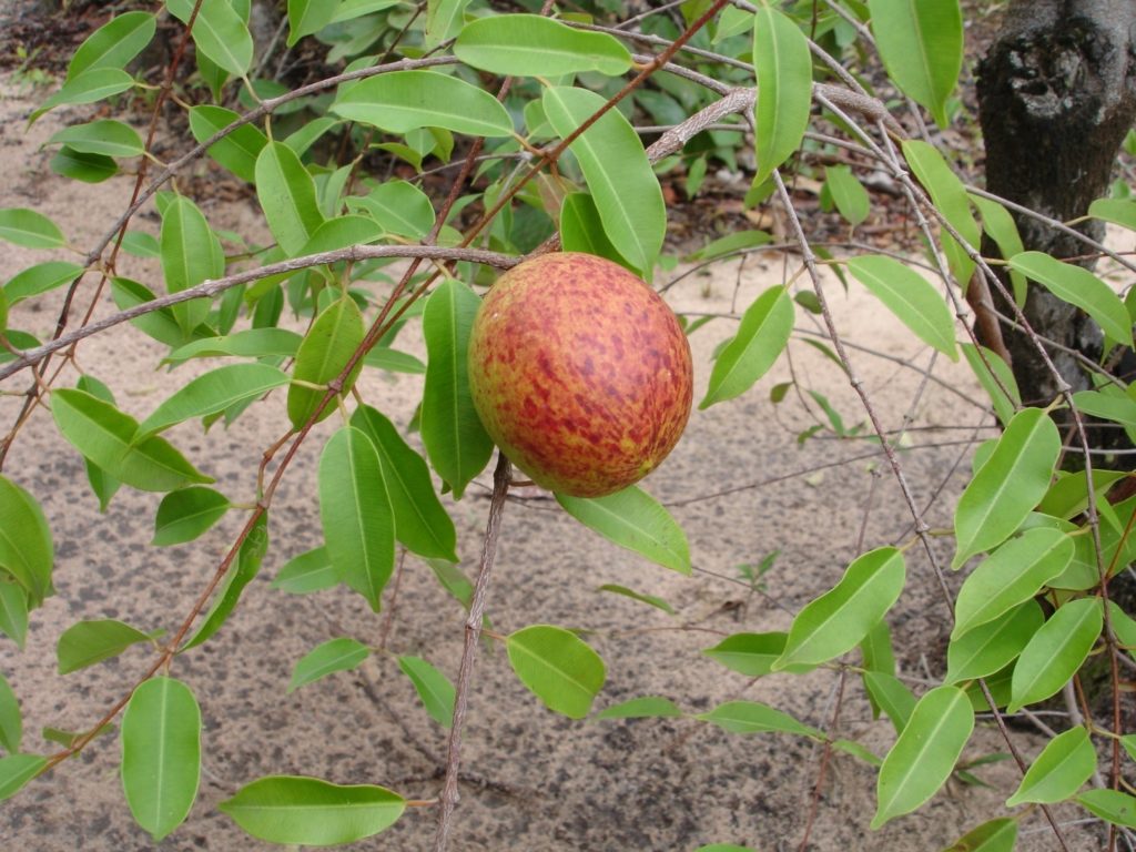 Mangaba: tipicamente brasileira repleta de bons nutrientes (Foto: http ...