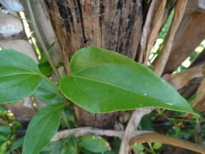 Guaco: repleto de propriedades e benefícios para a saúde