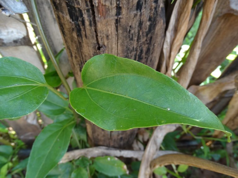 Guaco: repleto de propriedades e benefícios para a saúde