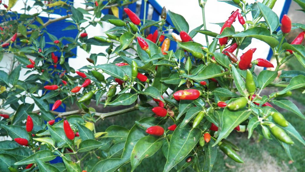 Pimenta Malagueta