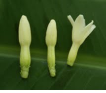 Flores hermafroditas (foto Fonte: http://www.ceplac.gov.br)