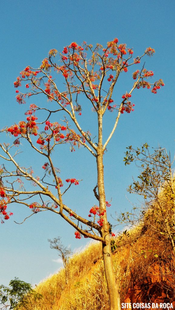 Mulungu: possui lindas flores, além de diversas propriedades terapêuticas