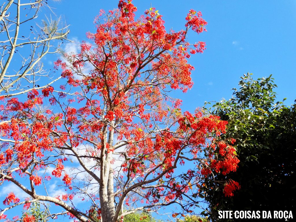 Mogango: exótico mas repleto de nutrientes