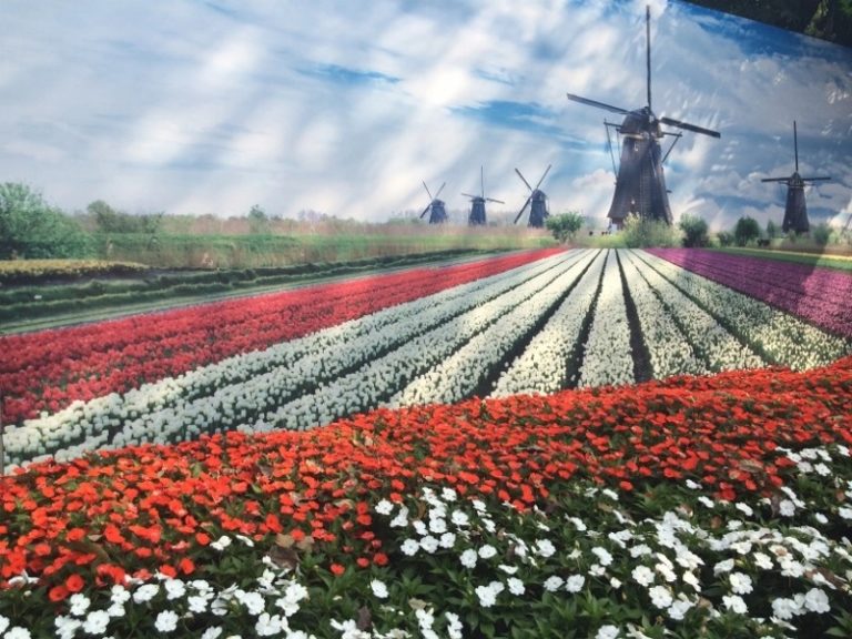 Expoflora, considerada a maior exposição de flores da América Latina