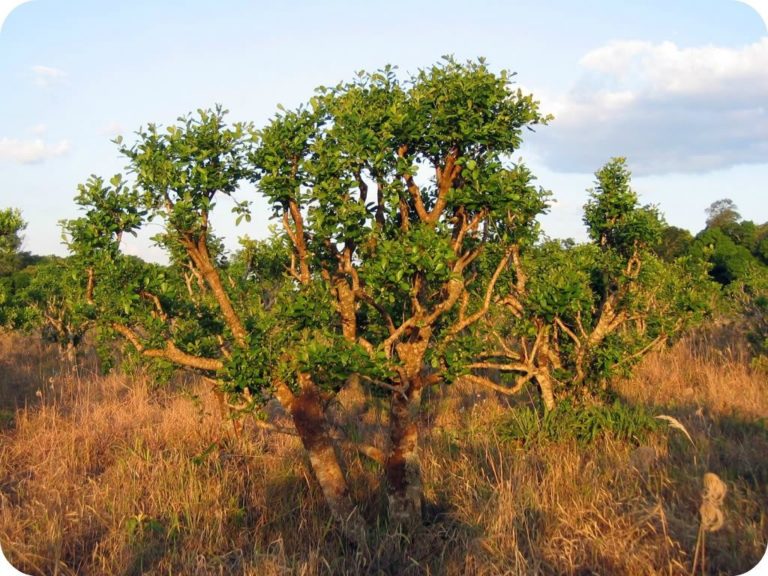 Olíbano, conhecido desde a antiguidade por causa de suas propriedades