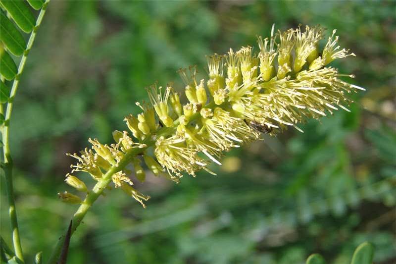 Algaroba possui muita versatilidade para a indústria alimentícia