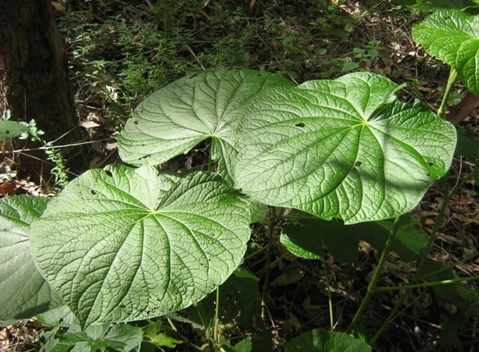 Pariparoba é uma planta que possui diversas aplicações