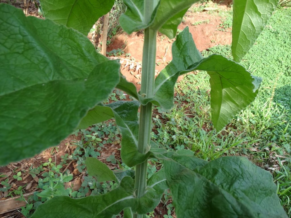 Barbasco e sua versatilidade de propriedades terapêuticas