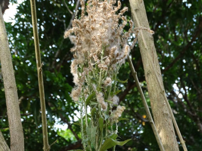 Barbasco e sua versatilidade de propriedades terapêuticas