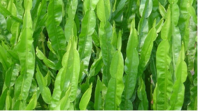 Carqueja possui variadas propriedades terapêuticas