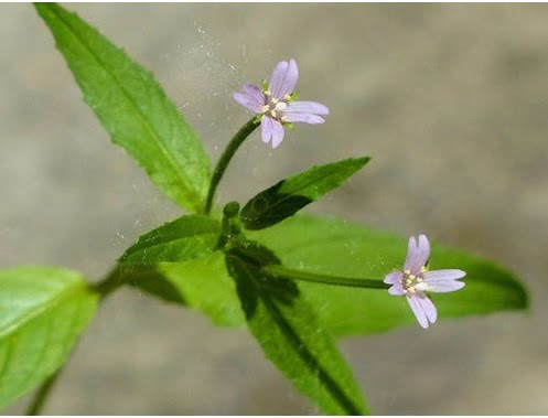 Propriedades medicinais do Epilóbio para a saúde