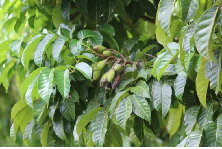 Benefícios medicinais do Elemi e suas aplicações na saúde