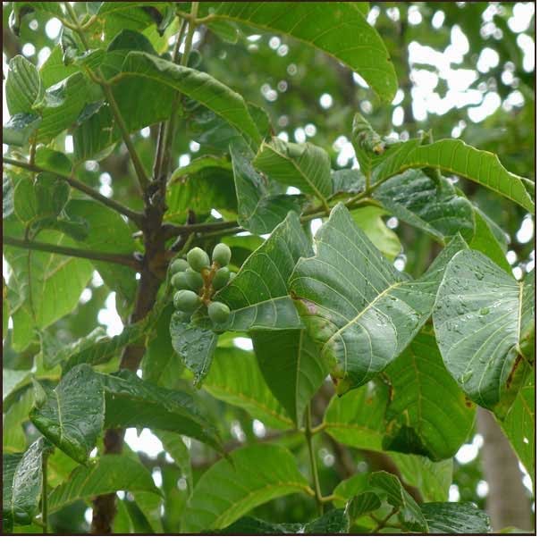 Benefícios medicinais do Elemi e suas aplicações na saúde