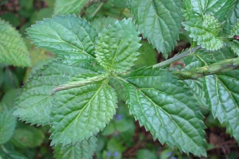 Benefícios e propriedades medicinais do Gervão Roxo