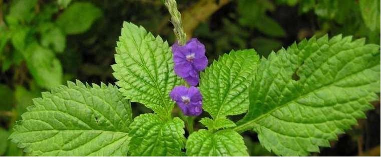 Benefícios e propriedades medicinais do Gervão Roxo