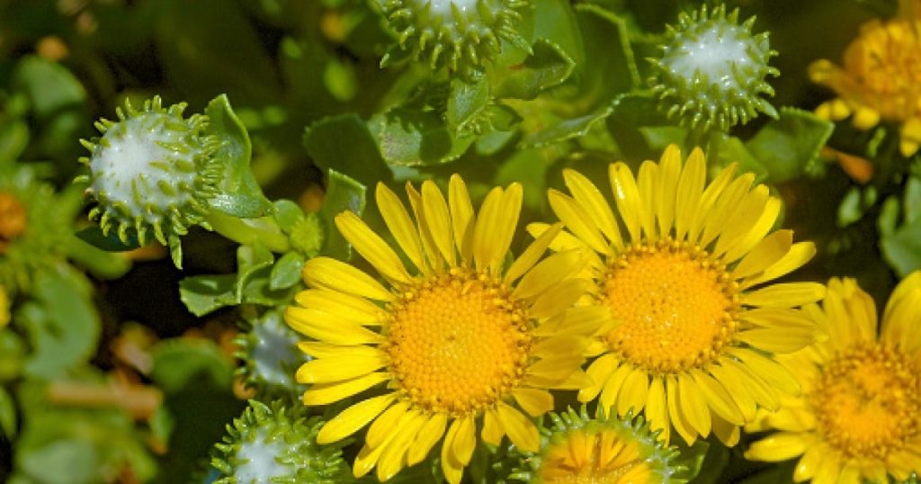 Propriedades medicinais da Grindélia para a saúde