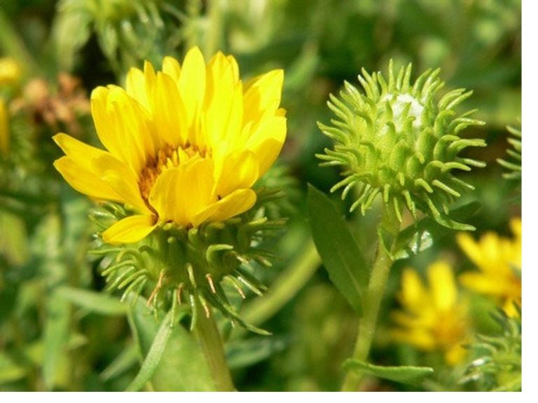 Propriedades medicinais da Grindélia para a saúde