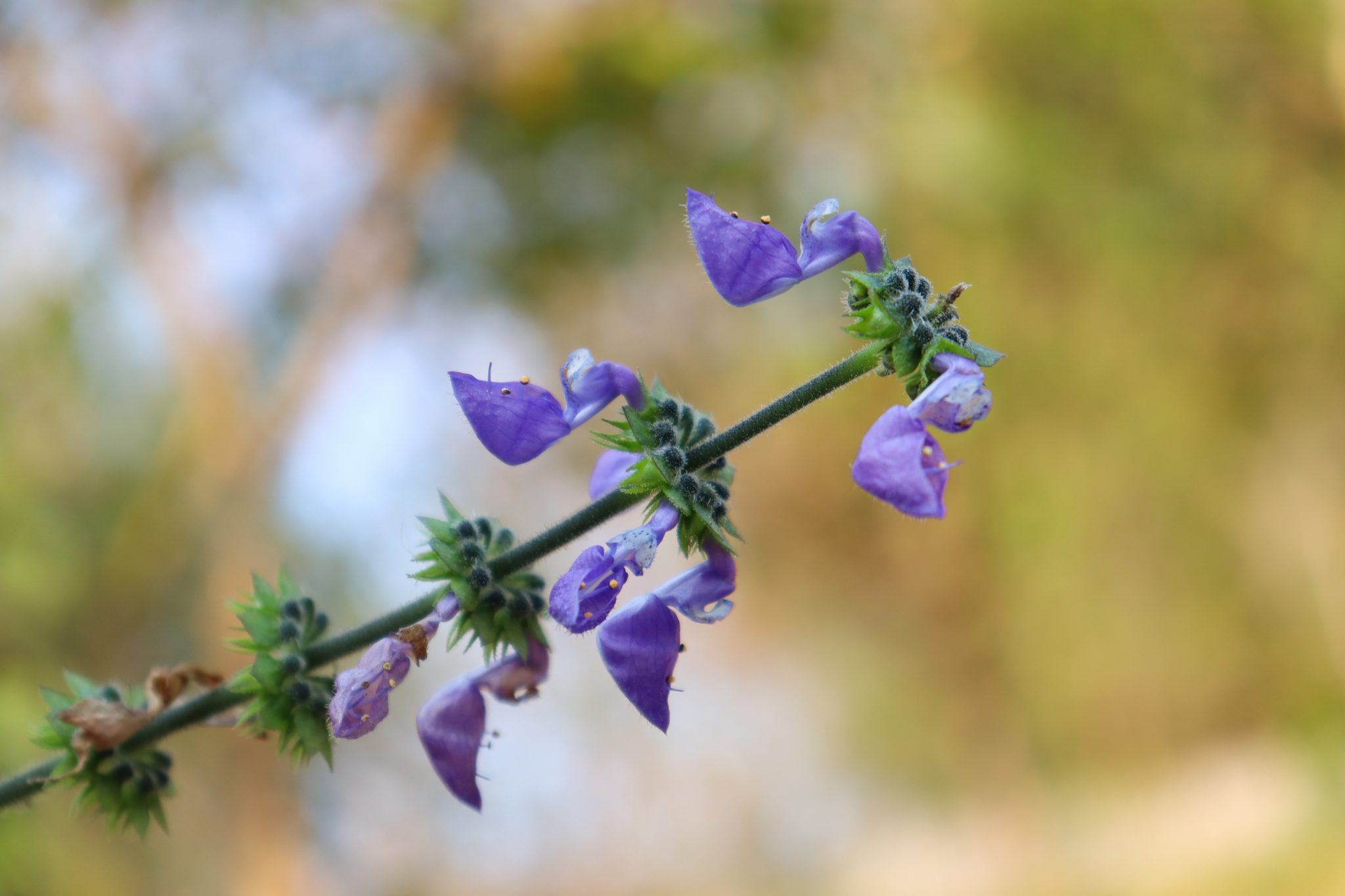 Propriedades e benefícios do Boldo de Jardim para a saúde