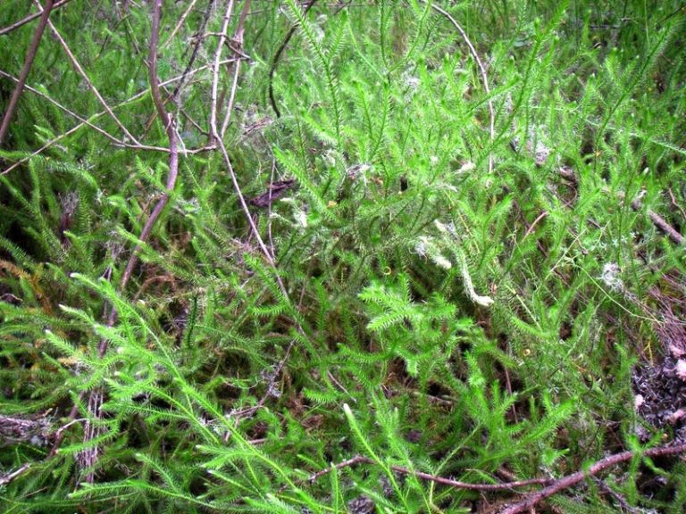 Propriedades Medicinais e benefícios do Licopódio