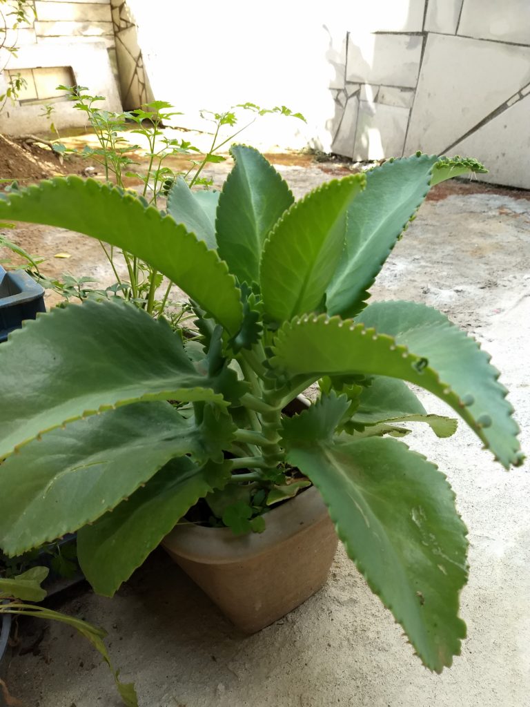 Uso, propriedades medicinais e aplicação do Aranto