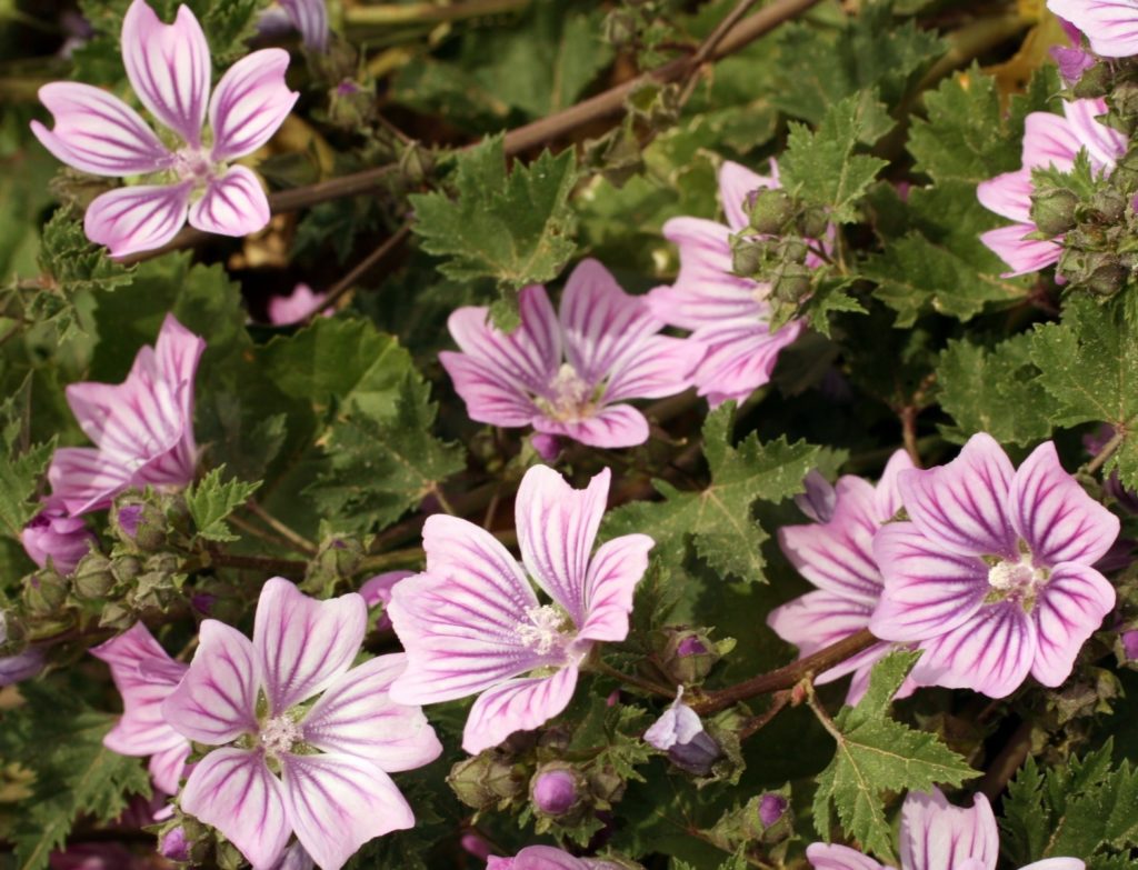 Aplicação, Benefícios e Propriedades Medicinais da Malva