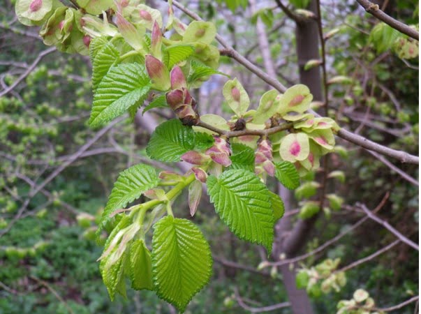 Propriedades medicinais e as diversas aplicações do Olmo