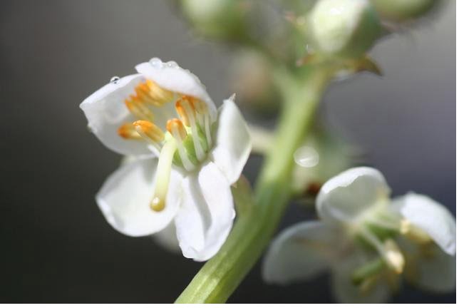 Pirole, seus benefícios e propriedades medicinais para a saúde