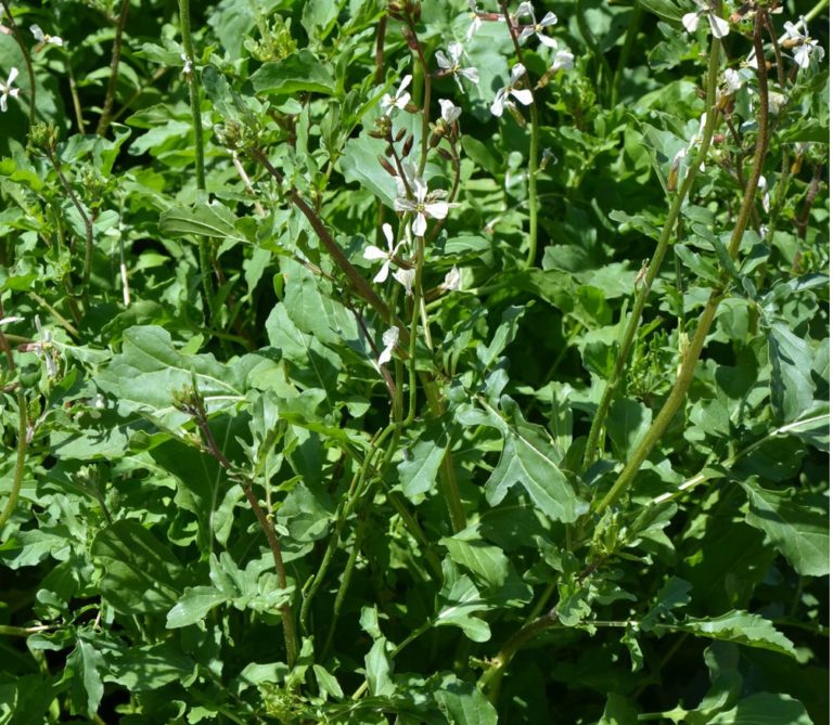 Benefícios e propriedades da Rúcula para a saúde