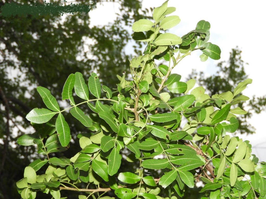 Utilização e propriedades medicinais do Quebracho