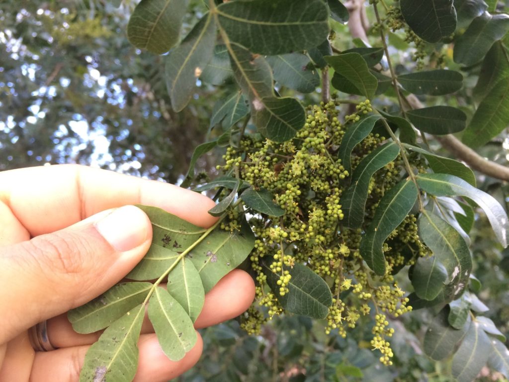 Quebracho (foto https://www.inaturalist.org/taxa/745716-Schinopsis ...