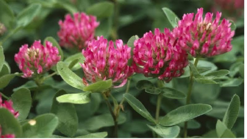 Trevo Vermelho (foto http://powo.science.kew.org/taxon/urn:lsid:ipni ...