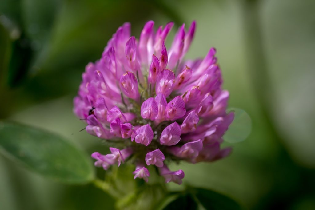 Propriedades medicinais e aplicação do Trevo Vermelho