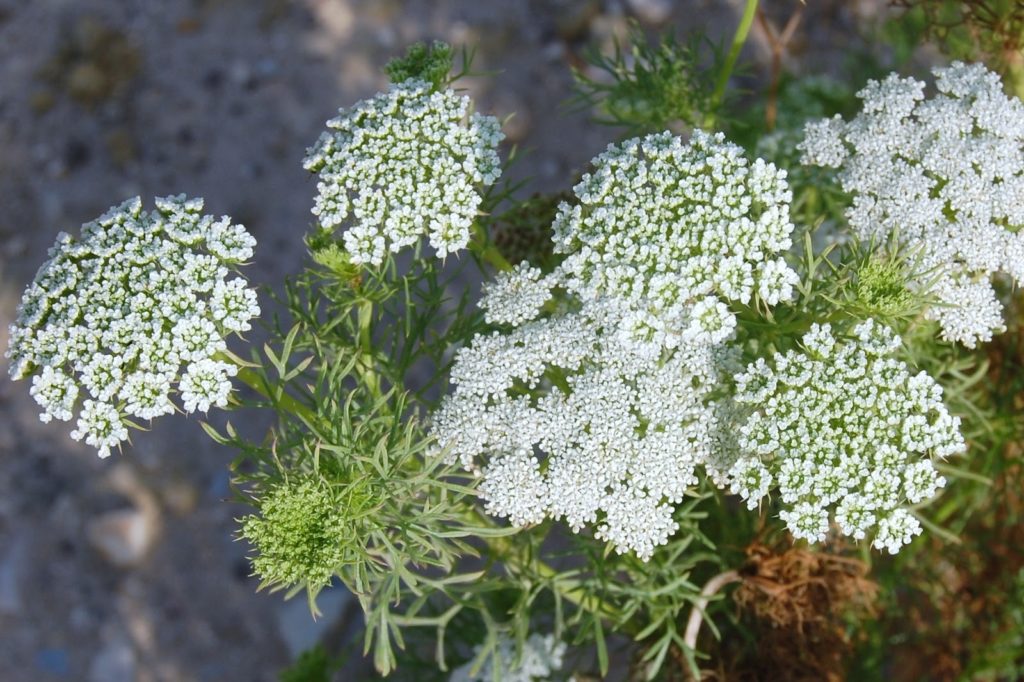 Aplicações e propriedades medicinais da Visnaga na saúde