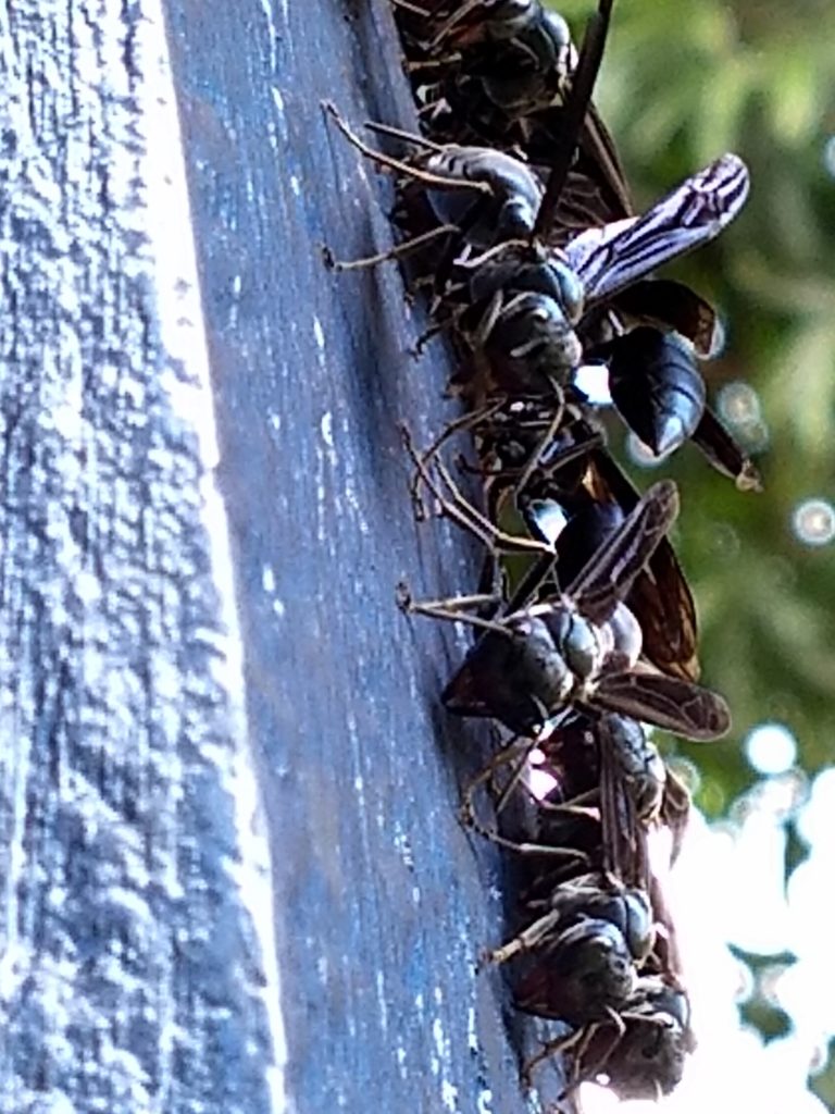 Casa de marimbondo - abrigo para ovos, larvas e formas adultas
