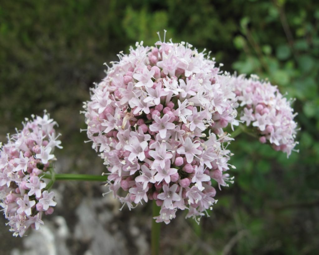 Valeriana (foto http://sanrisil.com.br/)