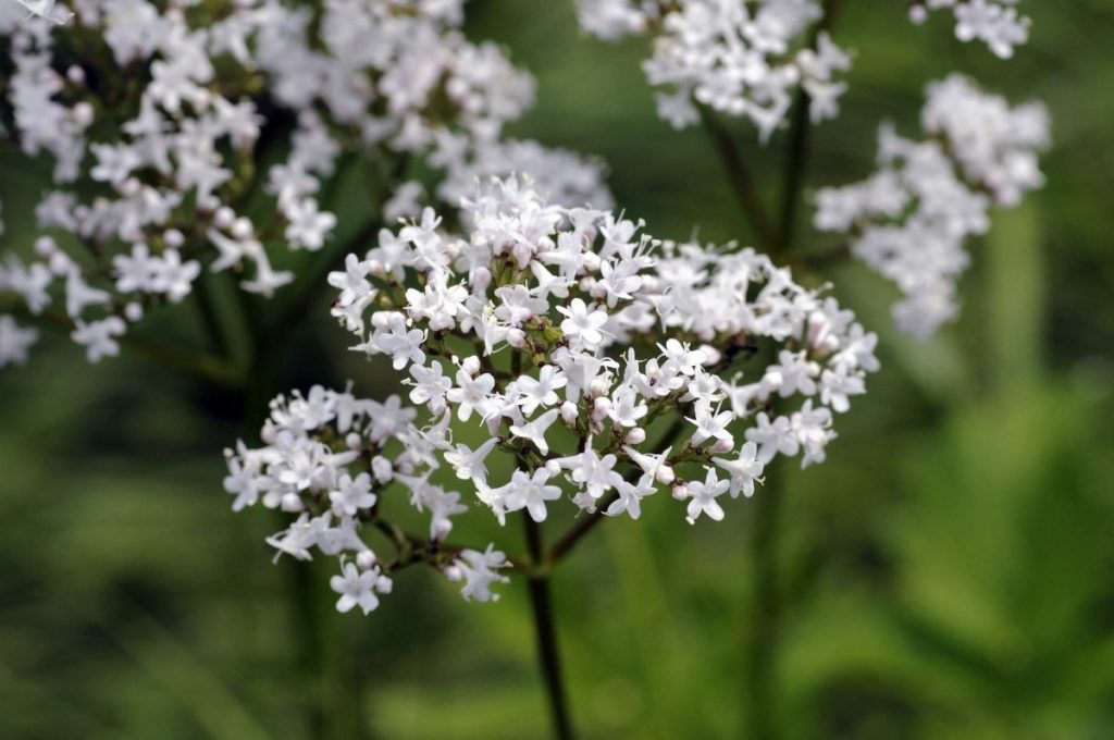 Propriedades medicinais e utilização da Valeriana na medicina popular