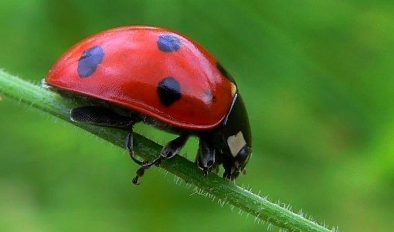 Joaninha, inseto predador apesar de sua beleza peculiar