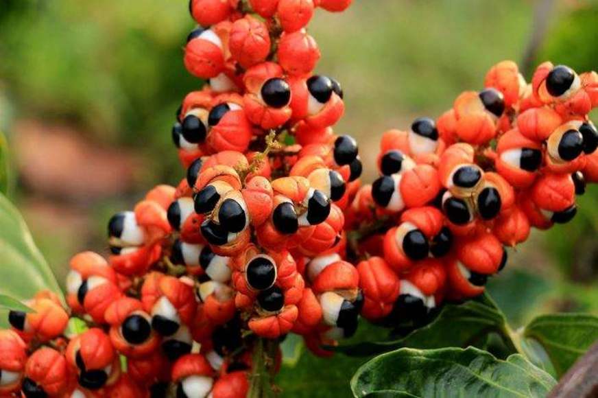 Guaraná (foto: https://www.acritica.com/channels/cotidiano/news/produto ...