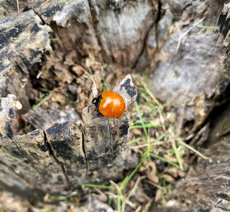 Joaninha, inseto predador apesar de sua beleza peculiar