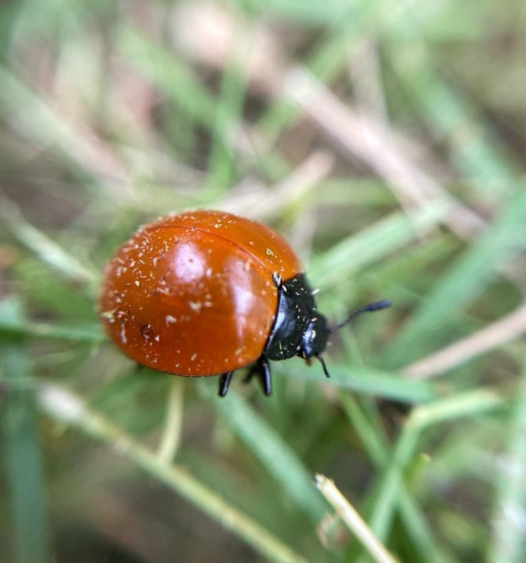 Joaninha, inseto predador apesar de sua beleza peculiar