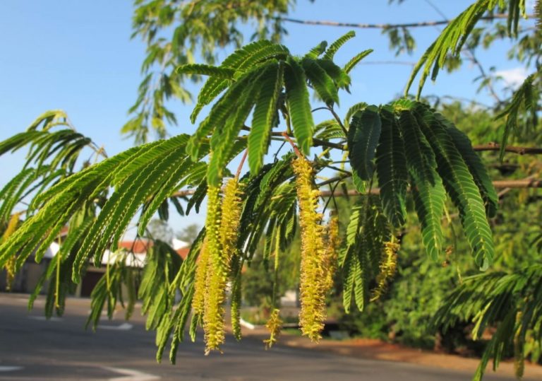 Conheça o angico, sua diversidade de utilização e suas propriedades