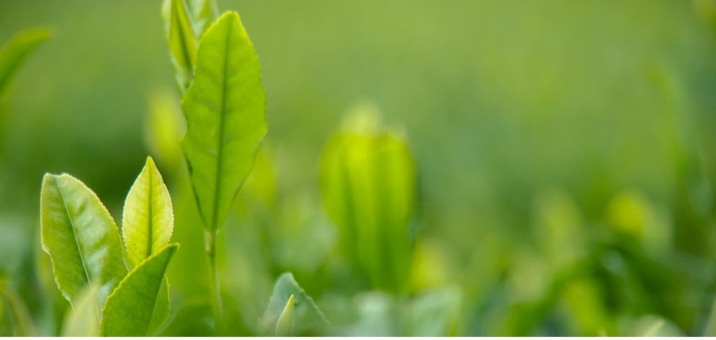 Origem e propriedades medicinais do Chá Verde para a sáude