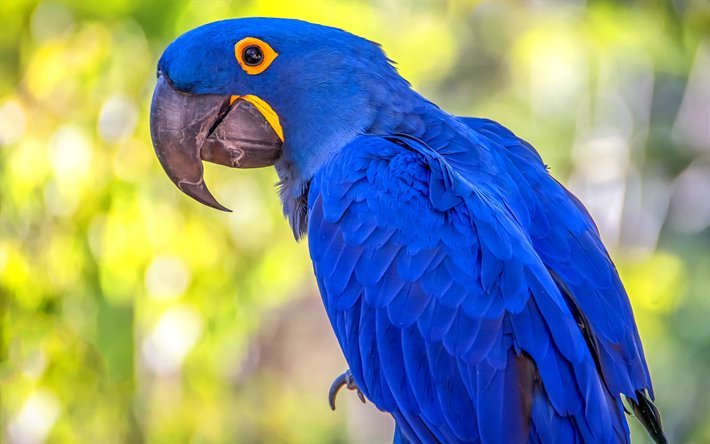 Arara-azul, um dos belos símbolos da fauna brasileira