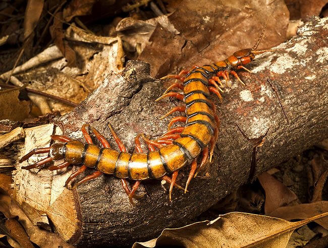 Lacraia, belo e ágil animal presente na fauna brasileira
